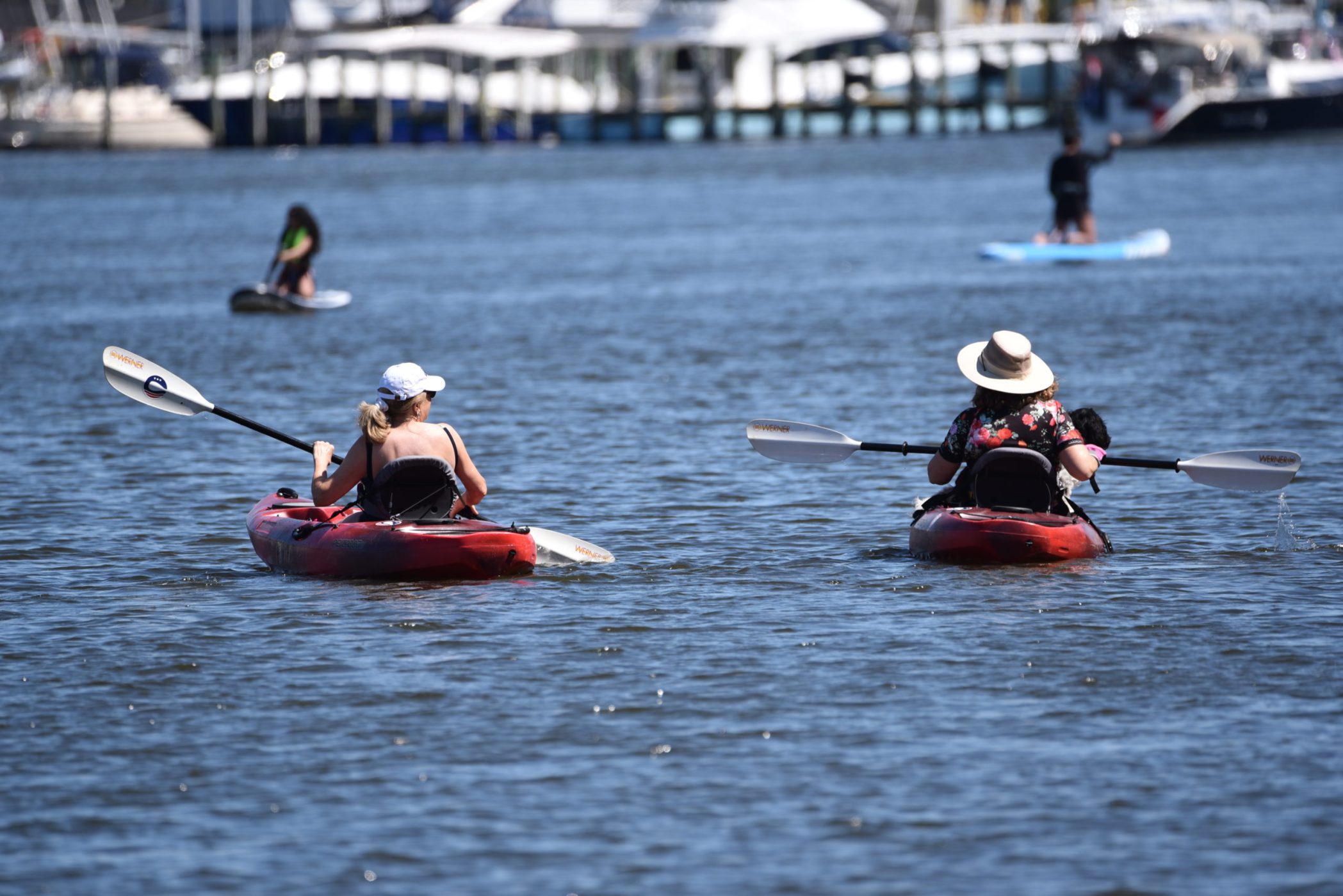 Stand Up Paddle Board Rental Membership, Annapolis | Capital SUP